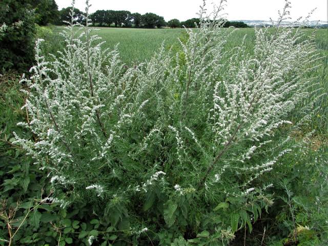Tisane Armoise commune Artemisia vulgaris - Plante coupée – Tradition ...