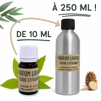 Eucalyptus Radiata vs Eucalyptus Globulus : Lequel choisir pour la sph ...
